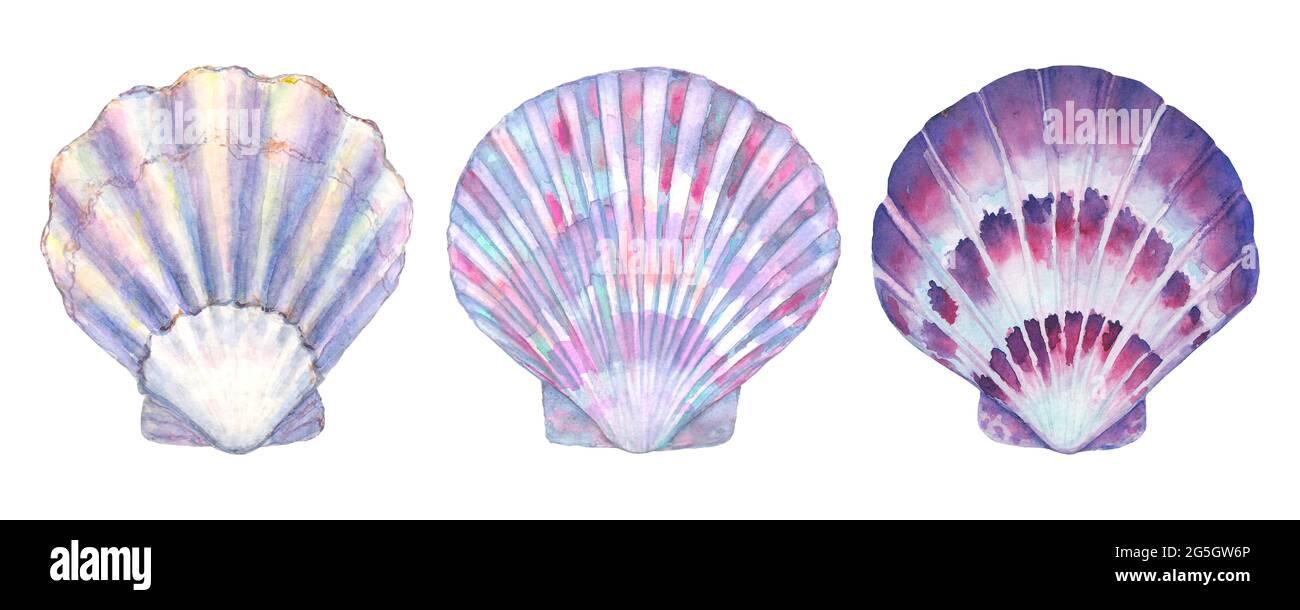 Purple Seashell Png