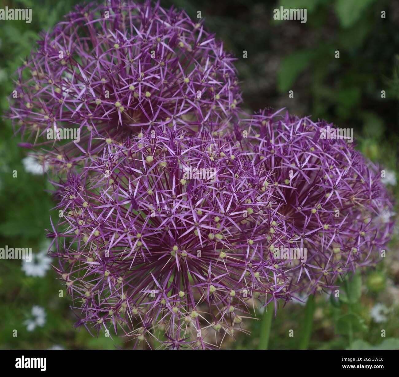 Flower of Allium christophii Stock Photo - Alamy