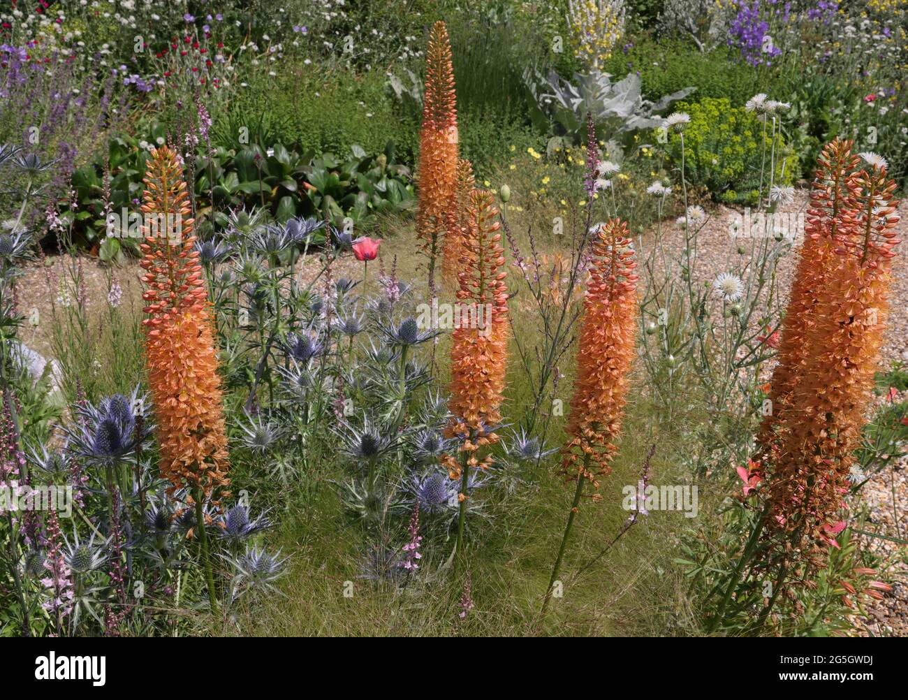 Tall upright flowers of Eremurus Cleopatra Stock Photo - Alamy