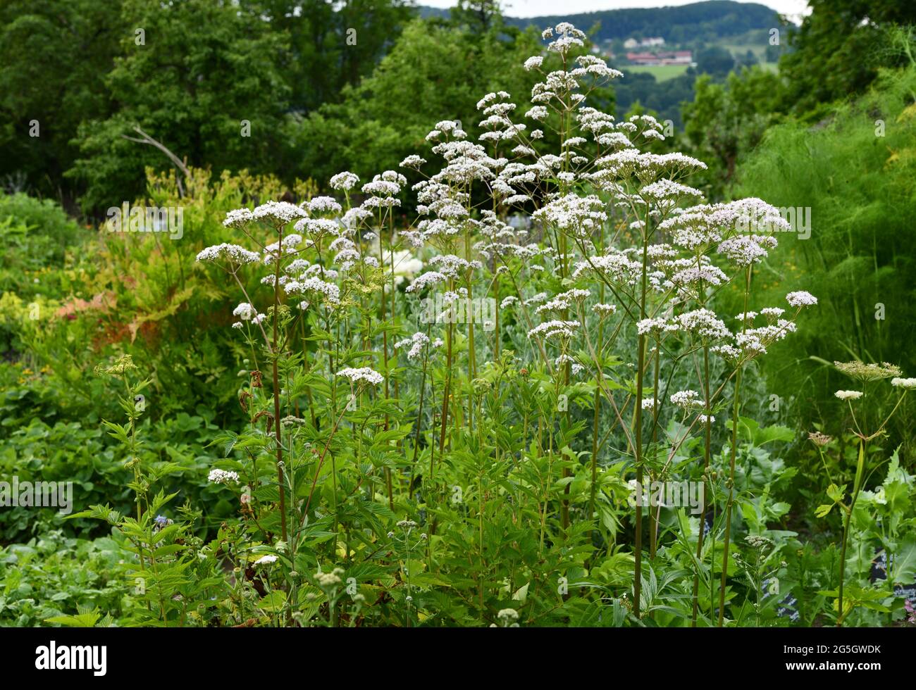 Valerian in the garden hi-res stock photography and images - Alamy