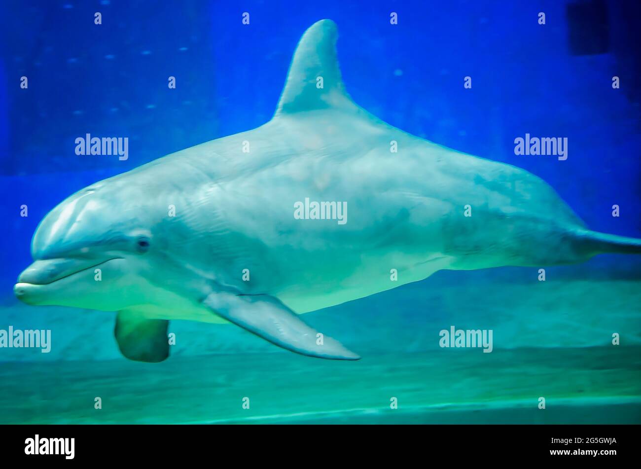 Seaworld orlando dolphin hi-res stock photography and images - Alamy