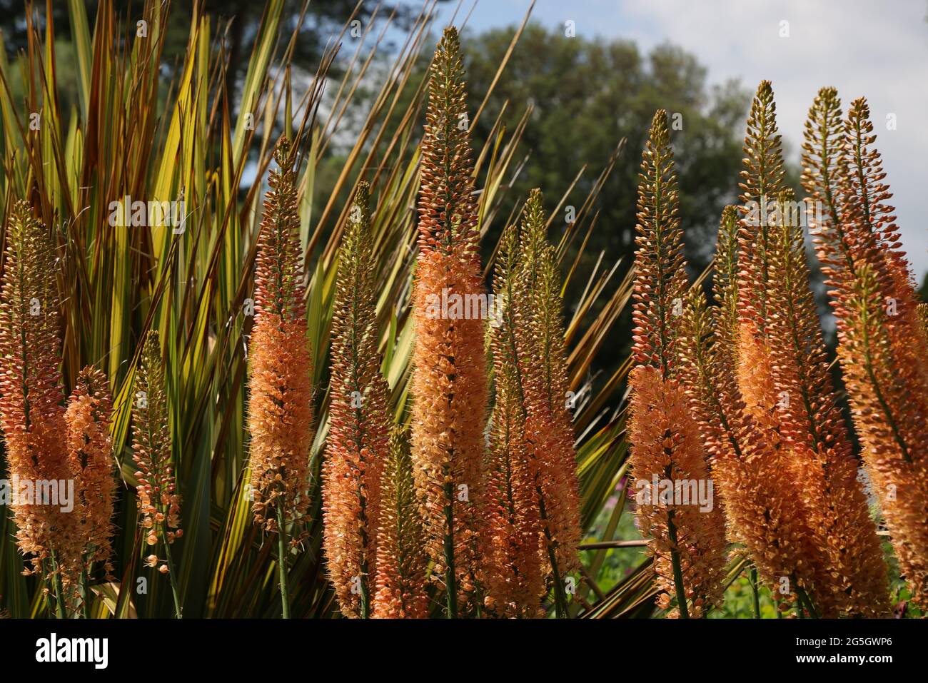 Tall upright flowers of Eremurus Cleopatra Stock Photo - Alamy