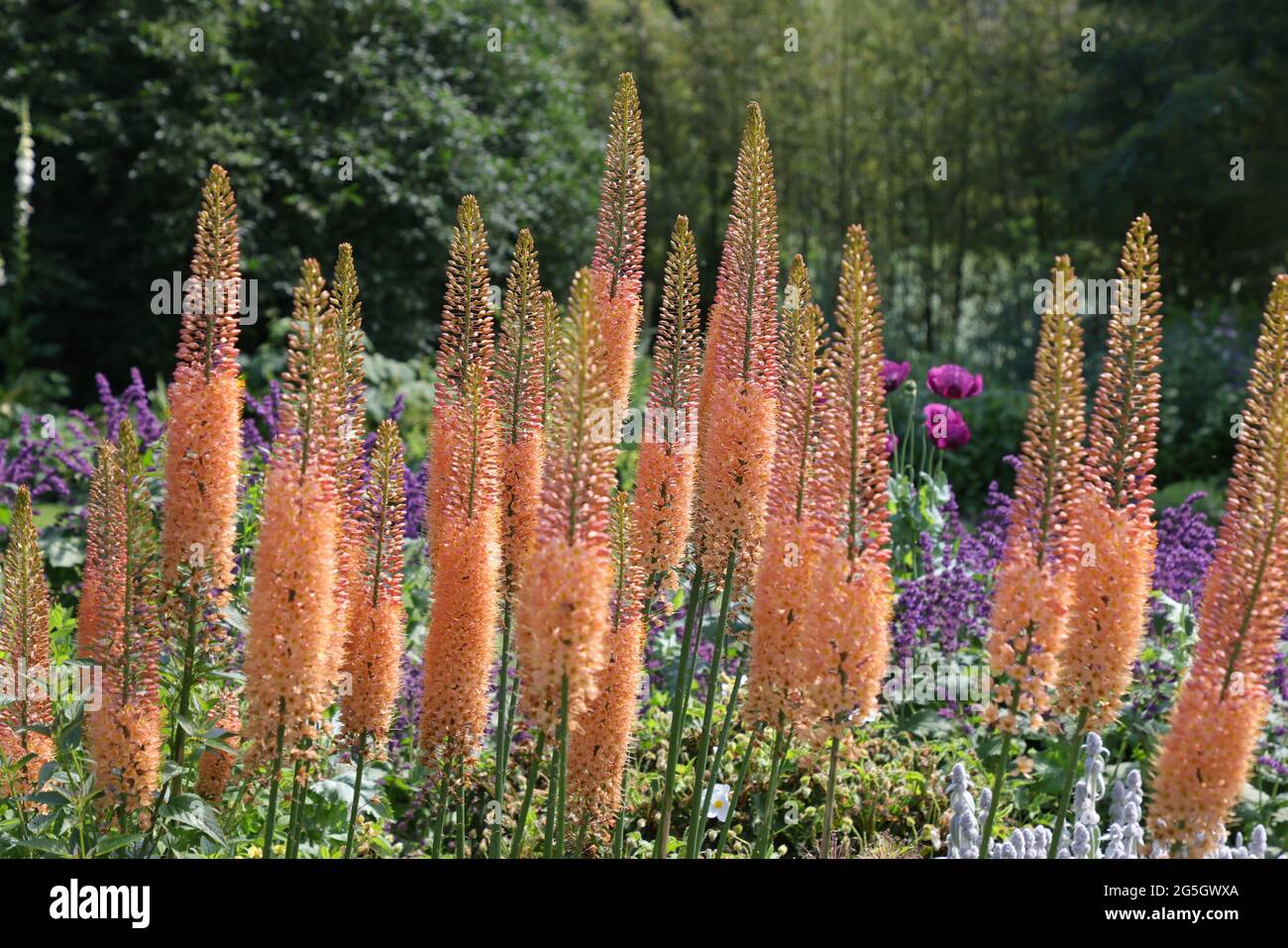 Tall upright flowers of Eremurus Cleopatra Stock Photo - Alamy