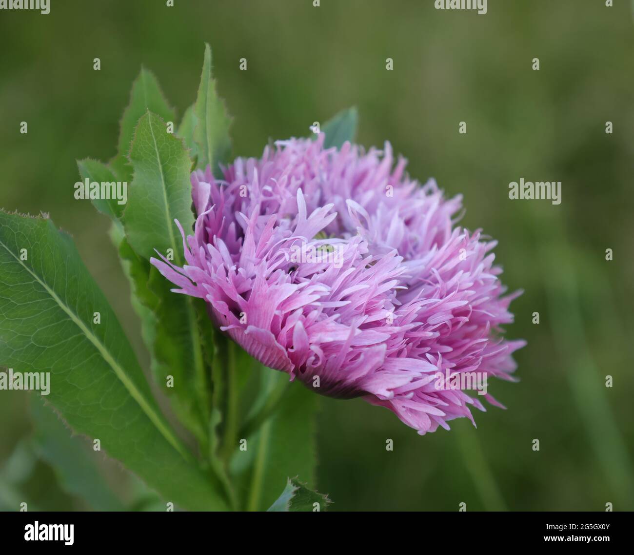 Oriental Poppy seen outside in the UK Stock Photo - Alamy