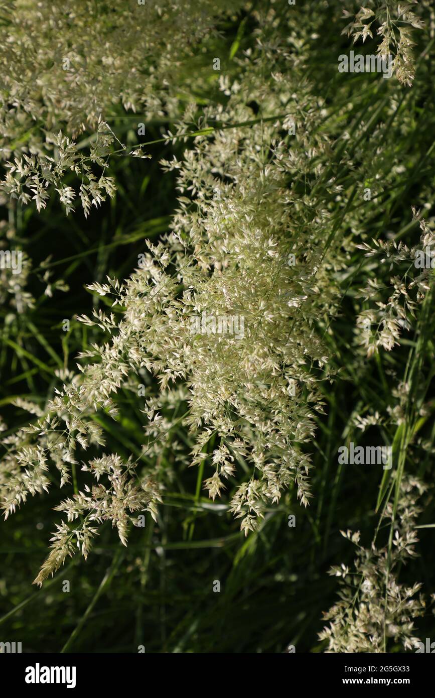 Ornamental grasses isolated hi-res stock photography and images - Alamy