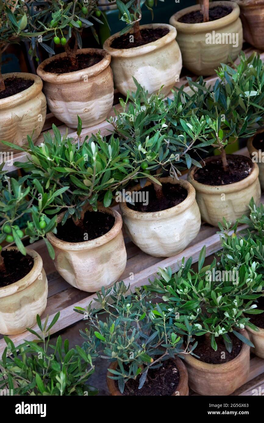 Potted young olive trees on a terrace Stock Photo - Alamy