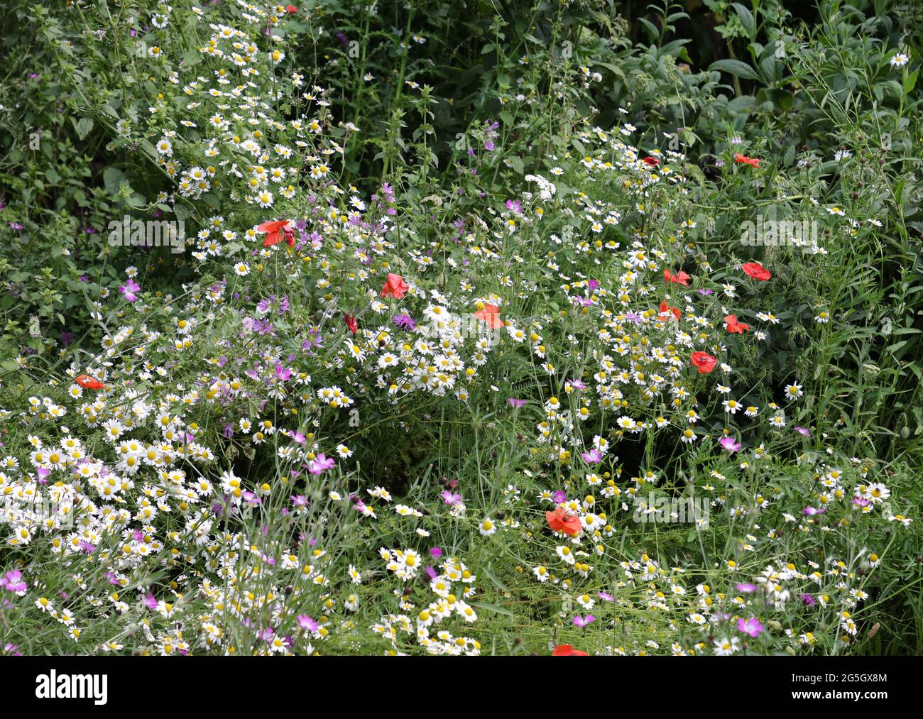 A meadow style garden planted with wildflowers UK Stock Photo - Alamy