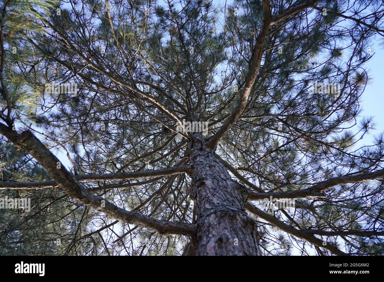 Canopy tree hi-res stock photography and images - Alamy