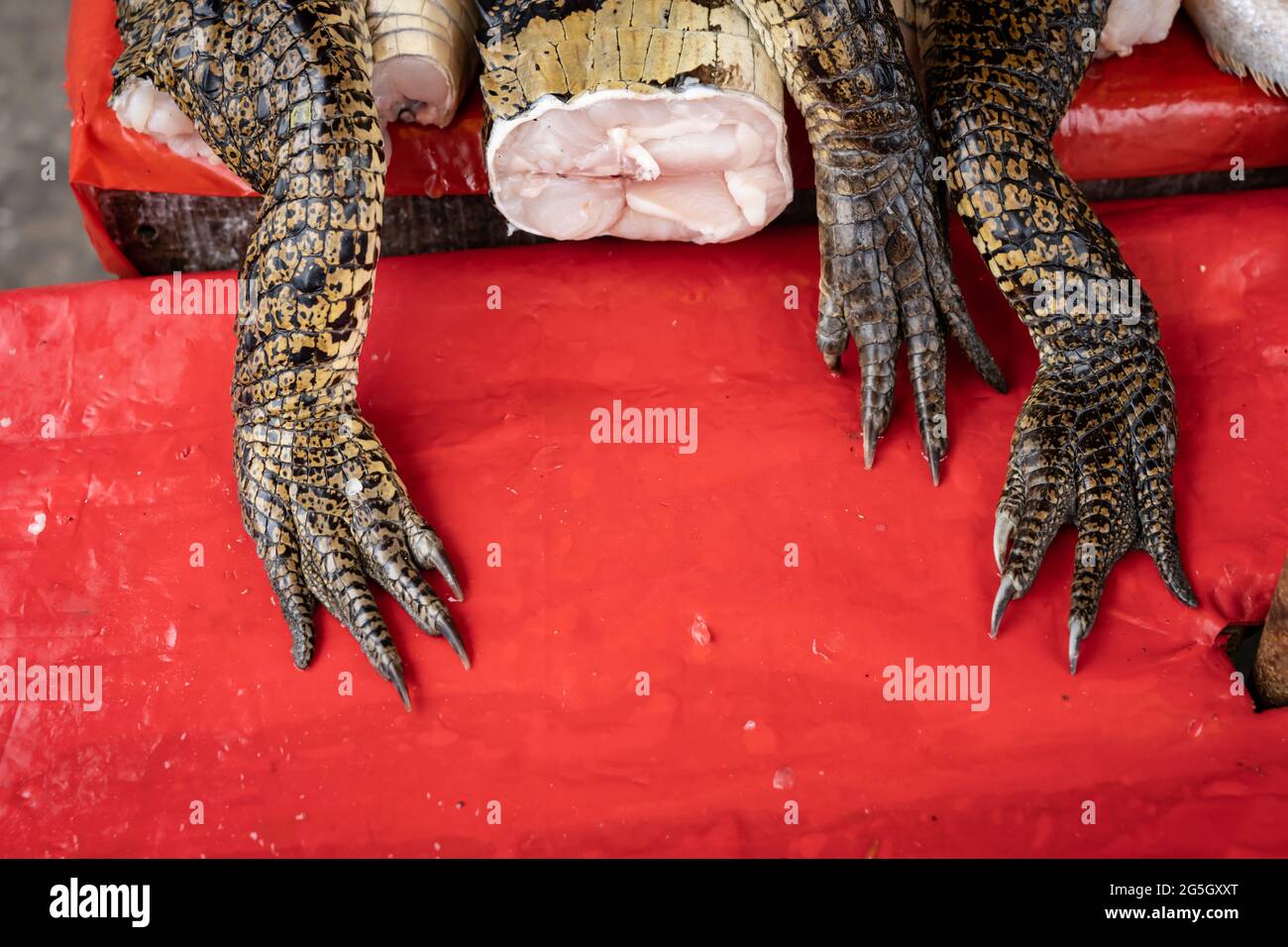 Fresh alligator meat is sold in the Belen market in Peru Stock Photo ...