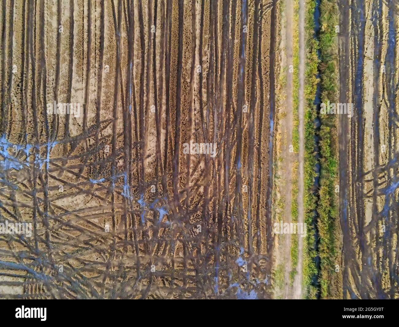 Aerial view of rice plantation fields and farm dirty road, Venancio ...