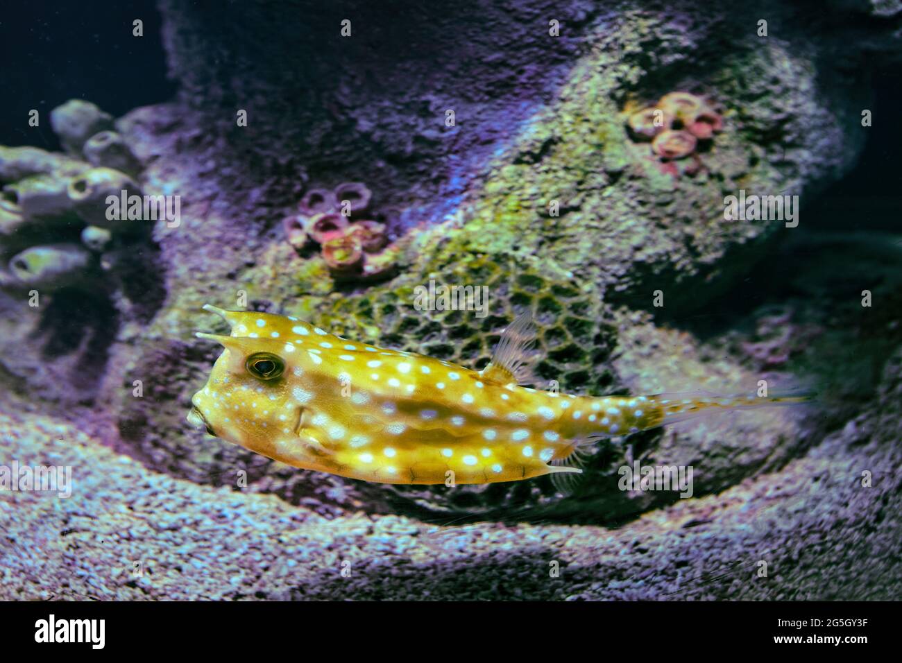 Marine aquarium fish hi-res stock photography and images - Alamy