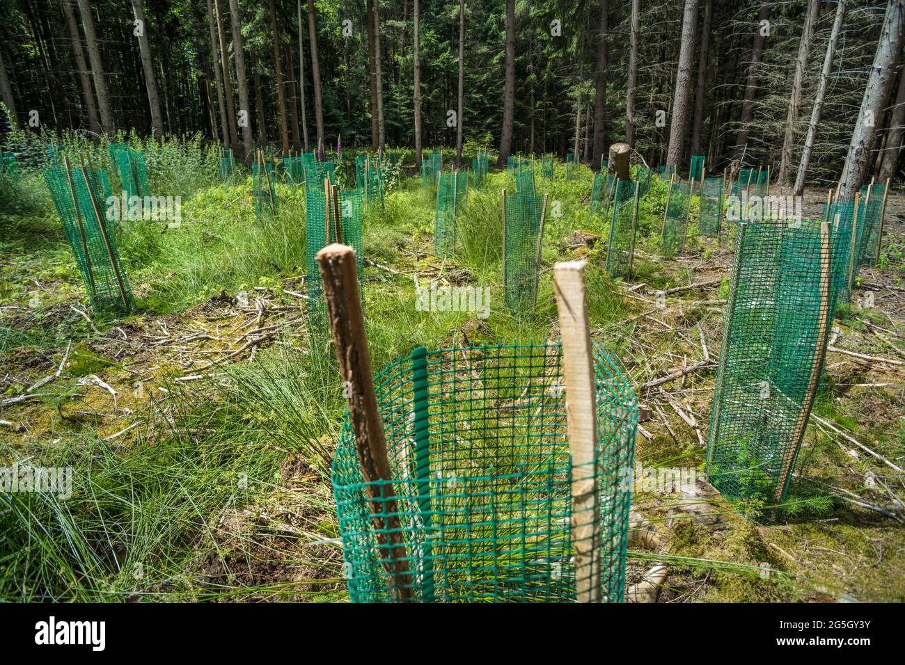 Plastic in the forest as used to protect and support newly planted ...