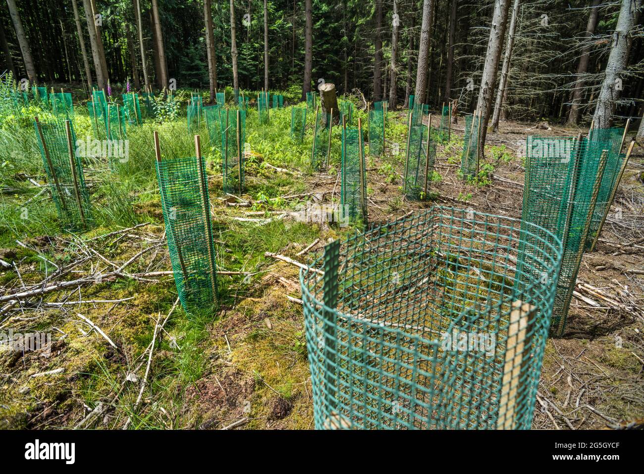 Plastic in the forest as used to protect and support newly planted ...