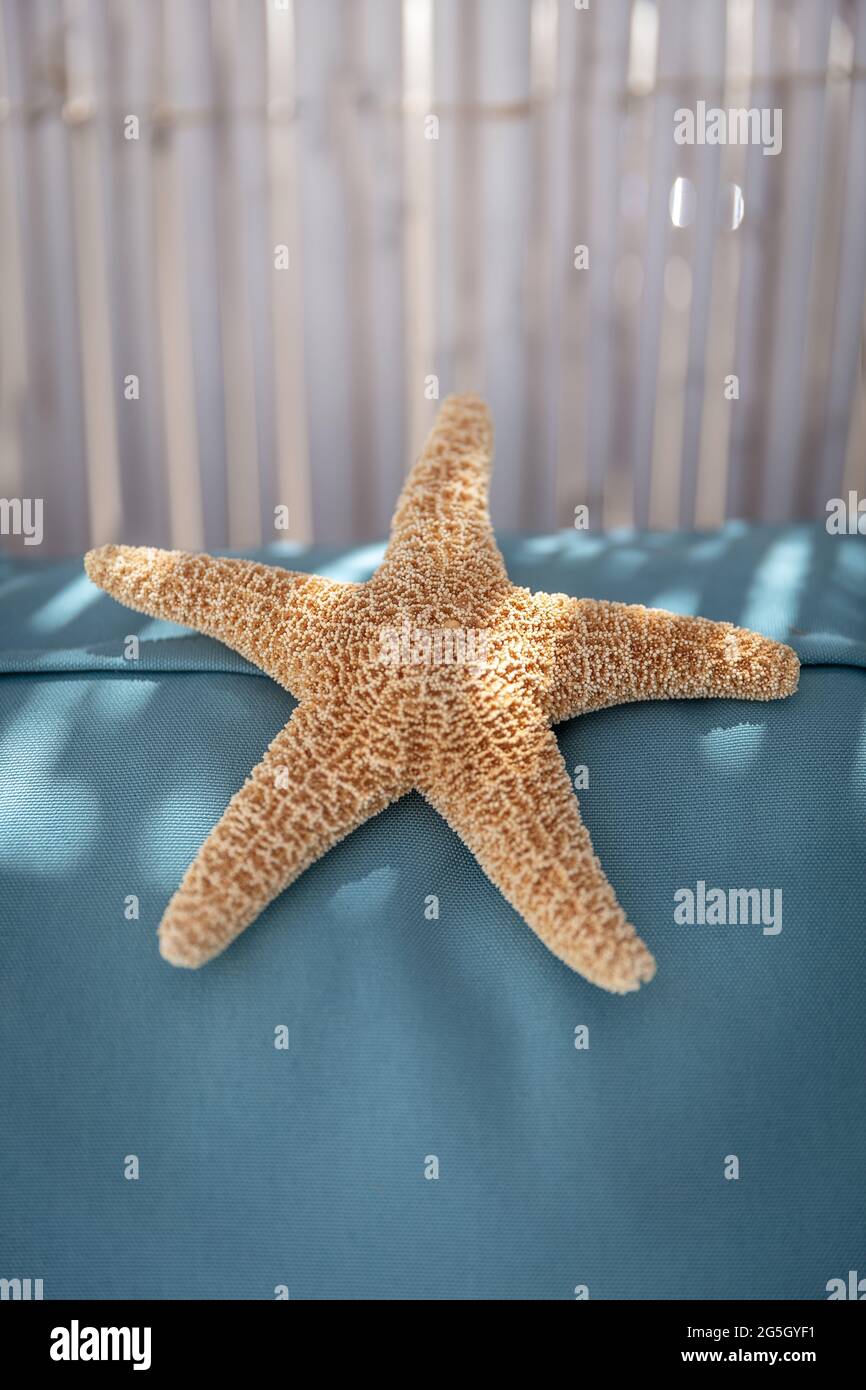 Closeup Photo of a Beautiful Big Starfish in the Beach Chalet. Exotic ...