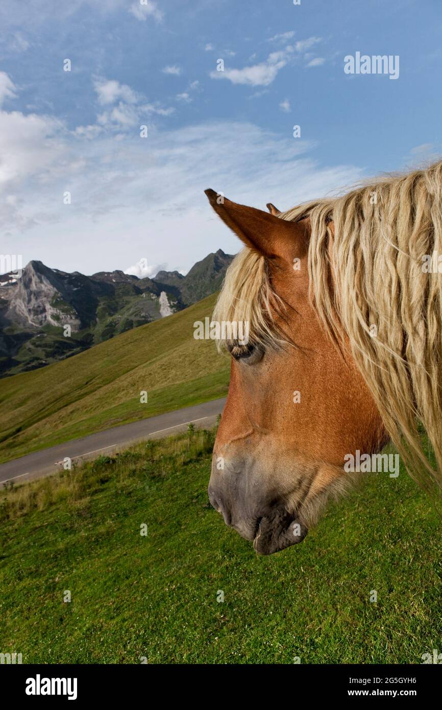 Horse pyrenees mountains france hi-res stock photography and images - Alamy