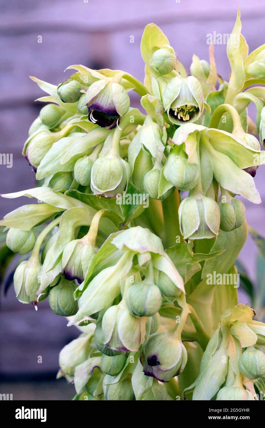 Flower cluster of Hellebore foetidus also called Stinking helleborus ...