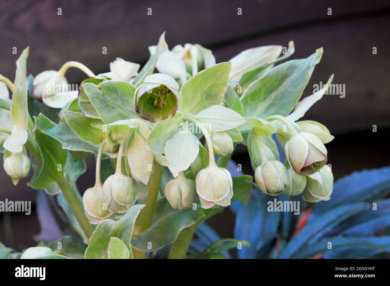 Stinking hellebore bee hi-res stock photography and images - Alamy