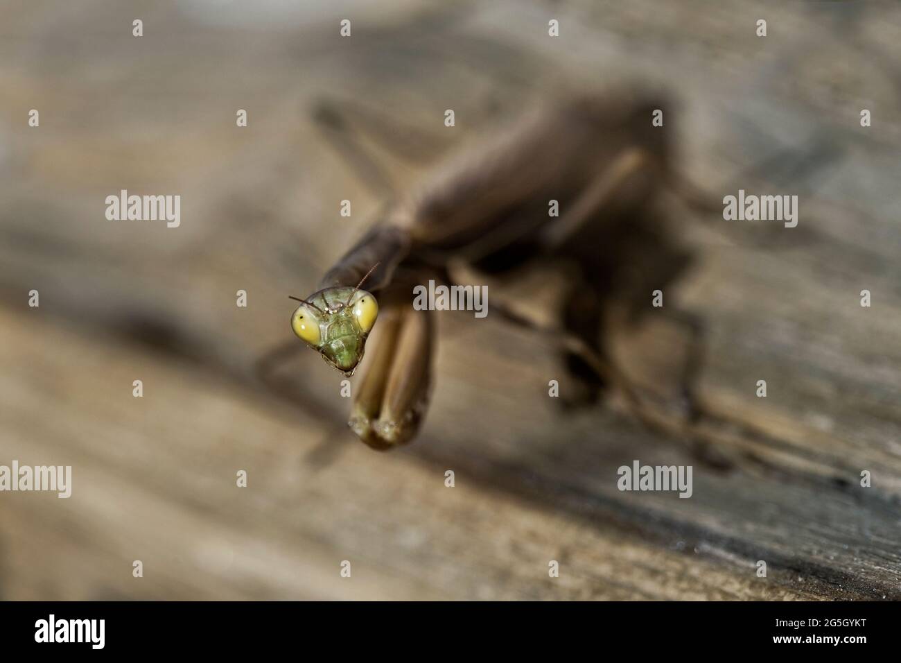 Macro of a praying mantis on a wooden log Stock Photo - Alamy