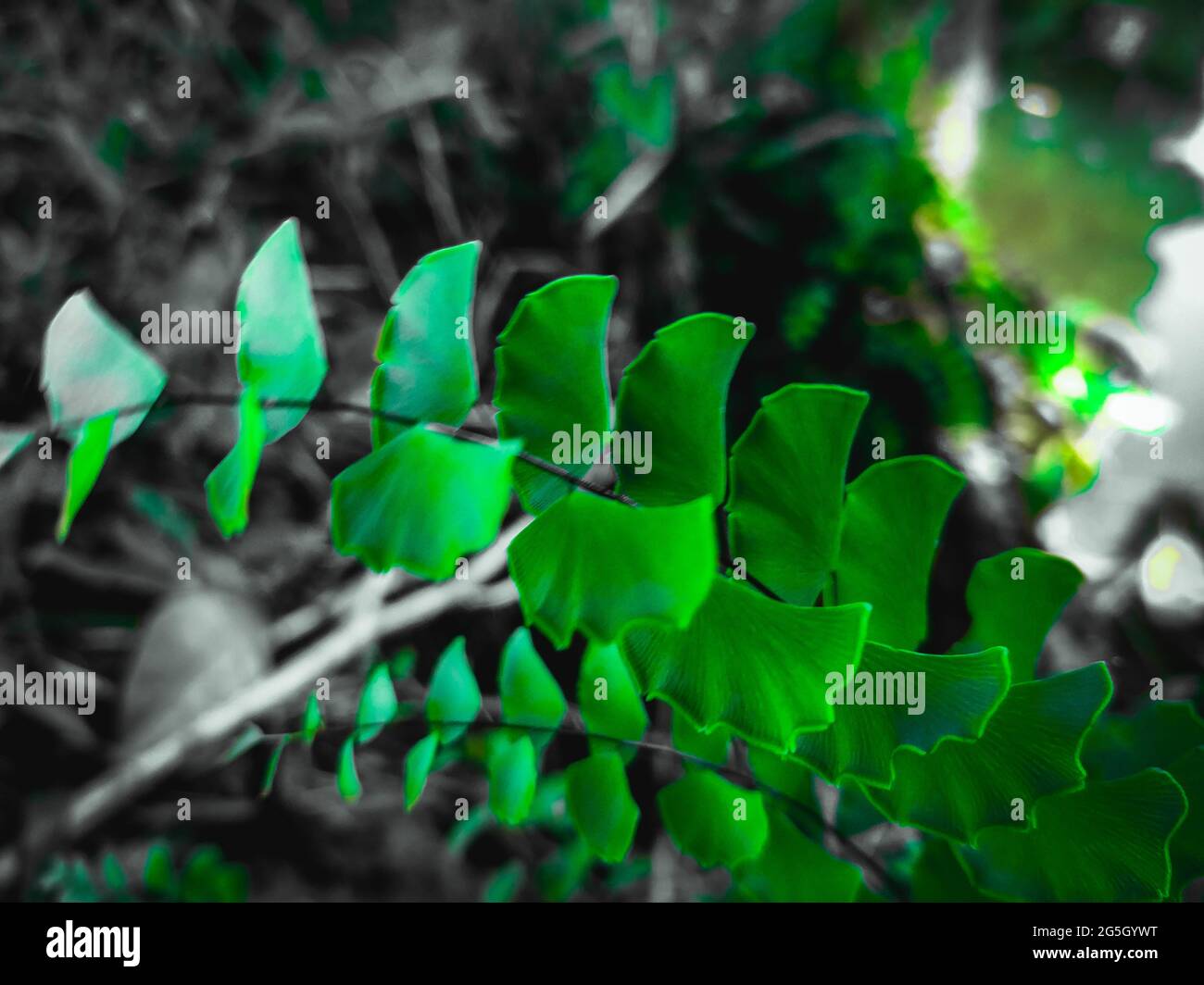 Botany plant adiantum hi-res stock photography and images - Alamy
