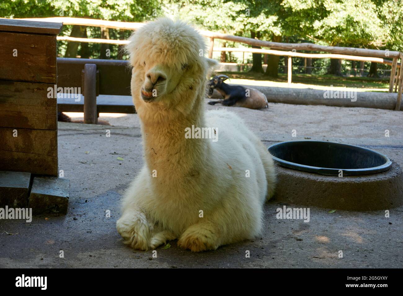 A shot of a white lama at zoo Stock Photo - Alamy