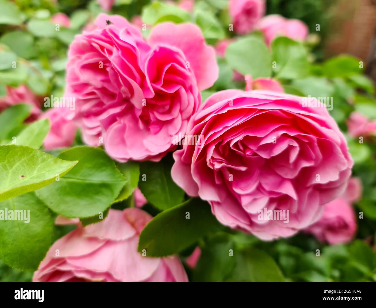 Selective focus of pink rose flowers in a roses garden with a soft ...