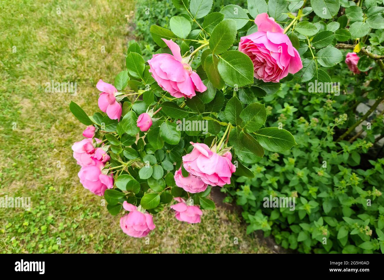 Selective focus of pink rose flowers in a roses garden with a soft ...