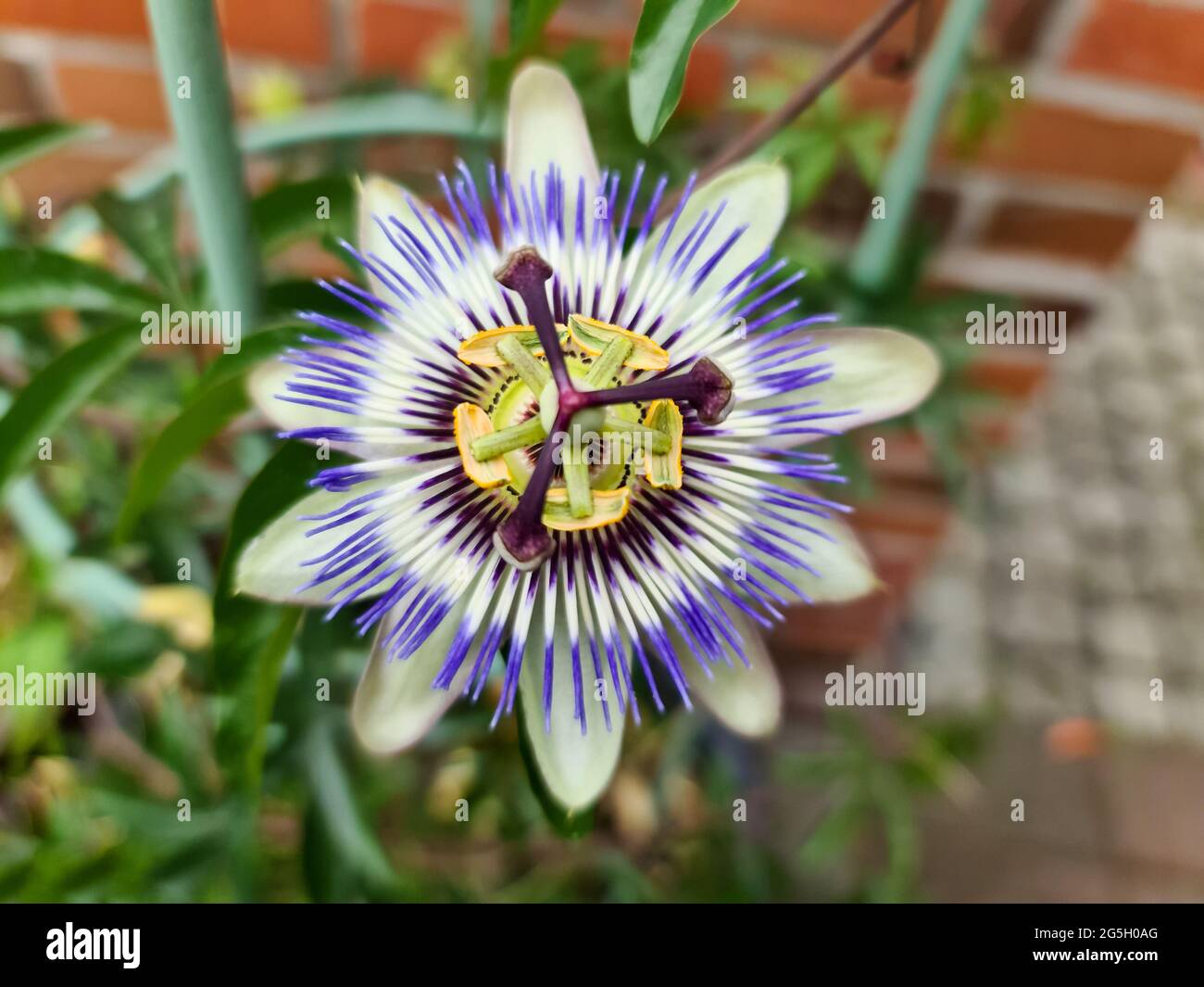 Beautiful passiflora flower in bloom with a soft background Stock Photo ...