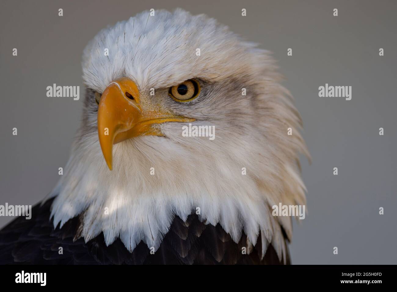 A trained bald eagle portrait, Haliaeetus leucocephalus Stock Photo - Alamy
