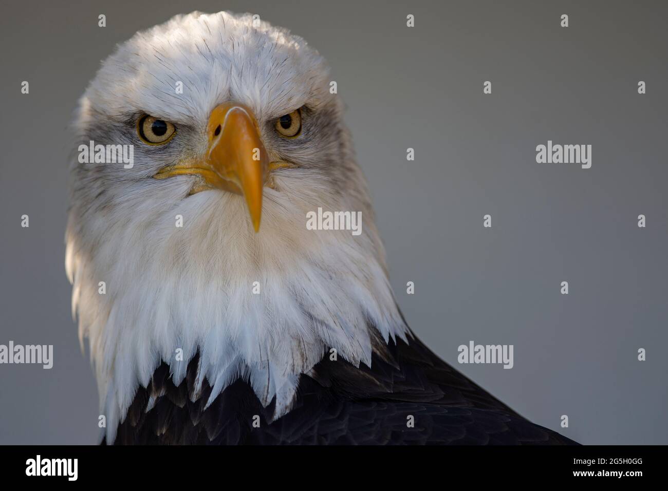 A trained bald eagle portrait, Haliaeetus leucocephalus Stock Photo - Alamy