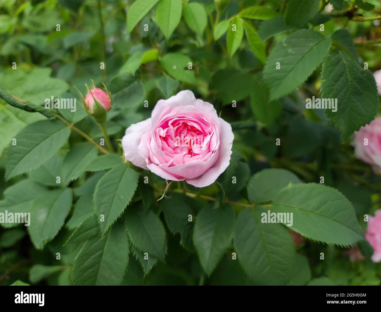 Selective focus of pink rose flowers in a roses garden with a soft ...