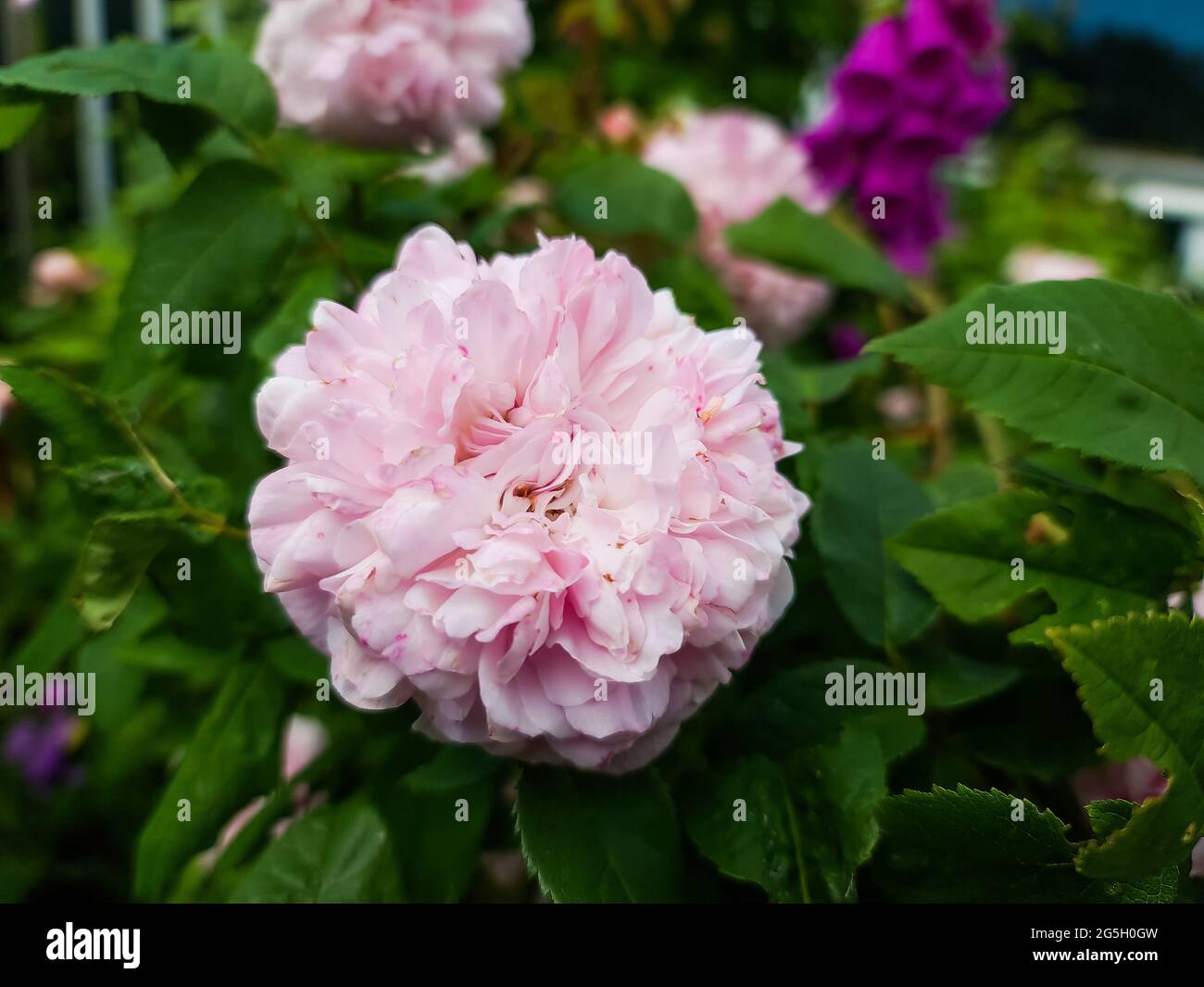 Selective focus of pink rose flowers in a roses garden with a soft ...