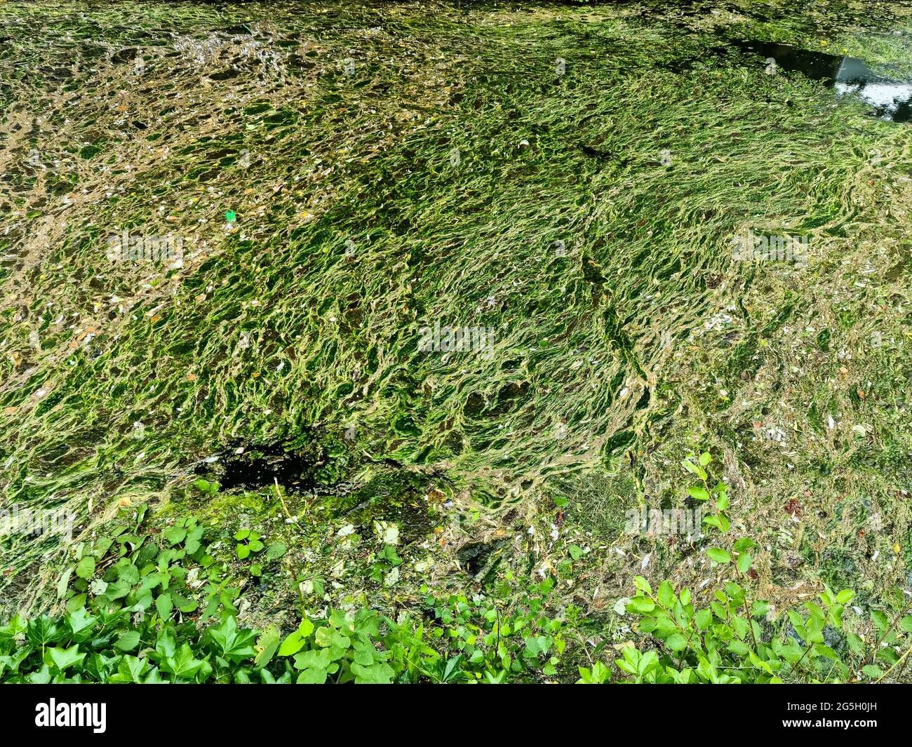 Background texture pattern of algea forming thick layer on water ...