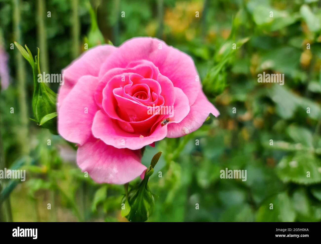 Selective focus of pink rose flowers in a roses garden with a soft ...