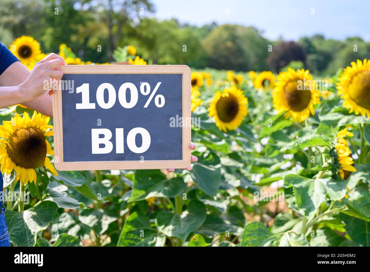 A wooden 100 percent bio sign on a sunflower field Stock Photo - Alamy