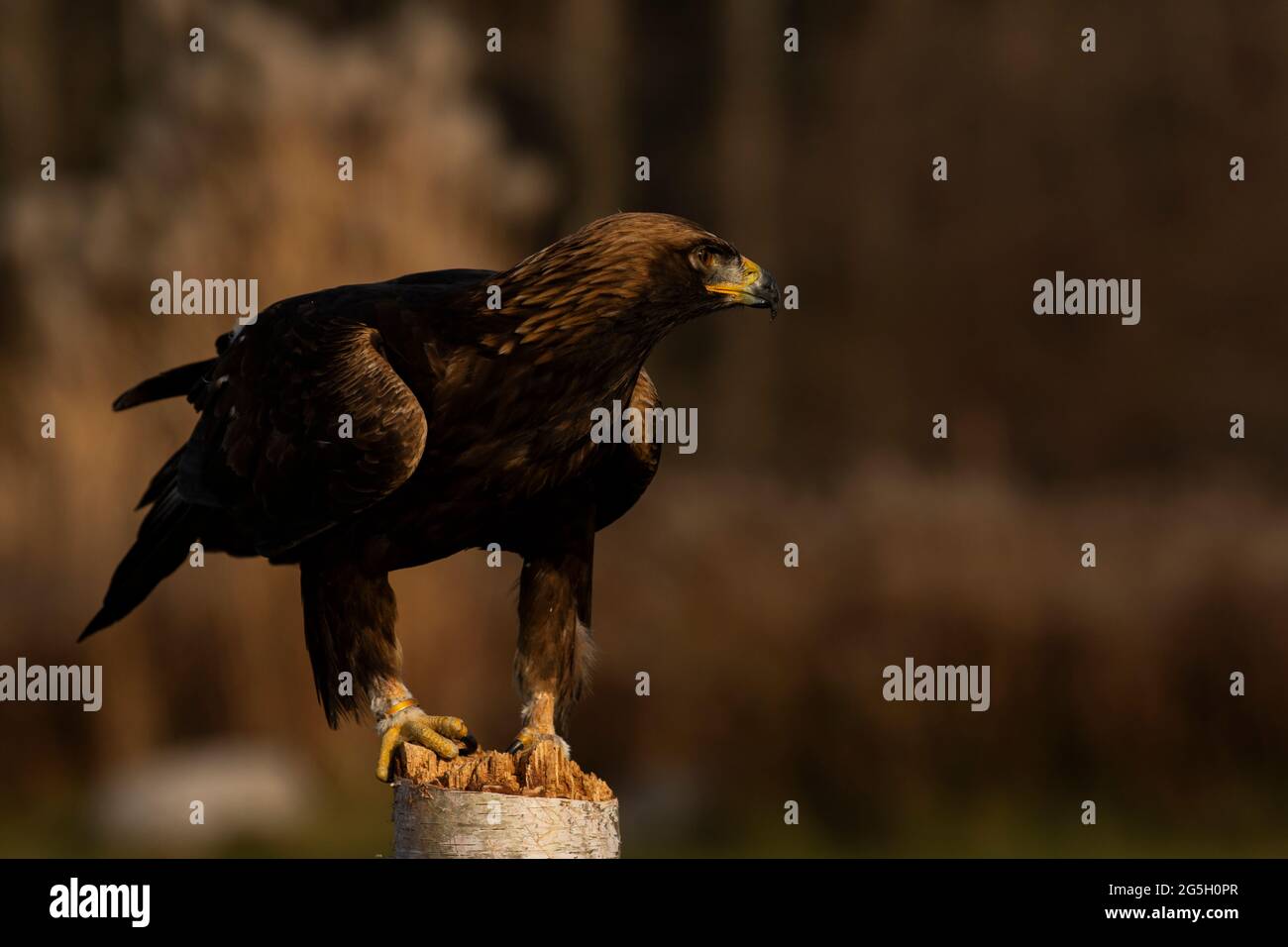 A trained European Golden Eagle perches on a post. Scientific name ...
