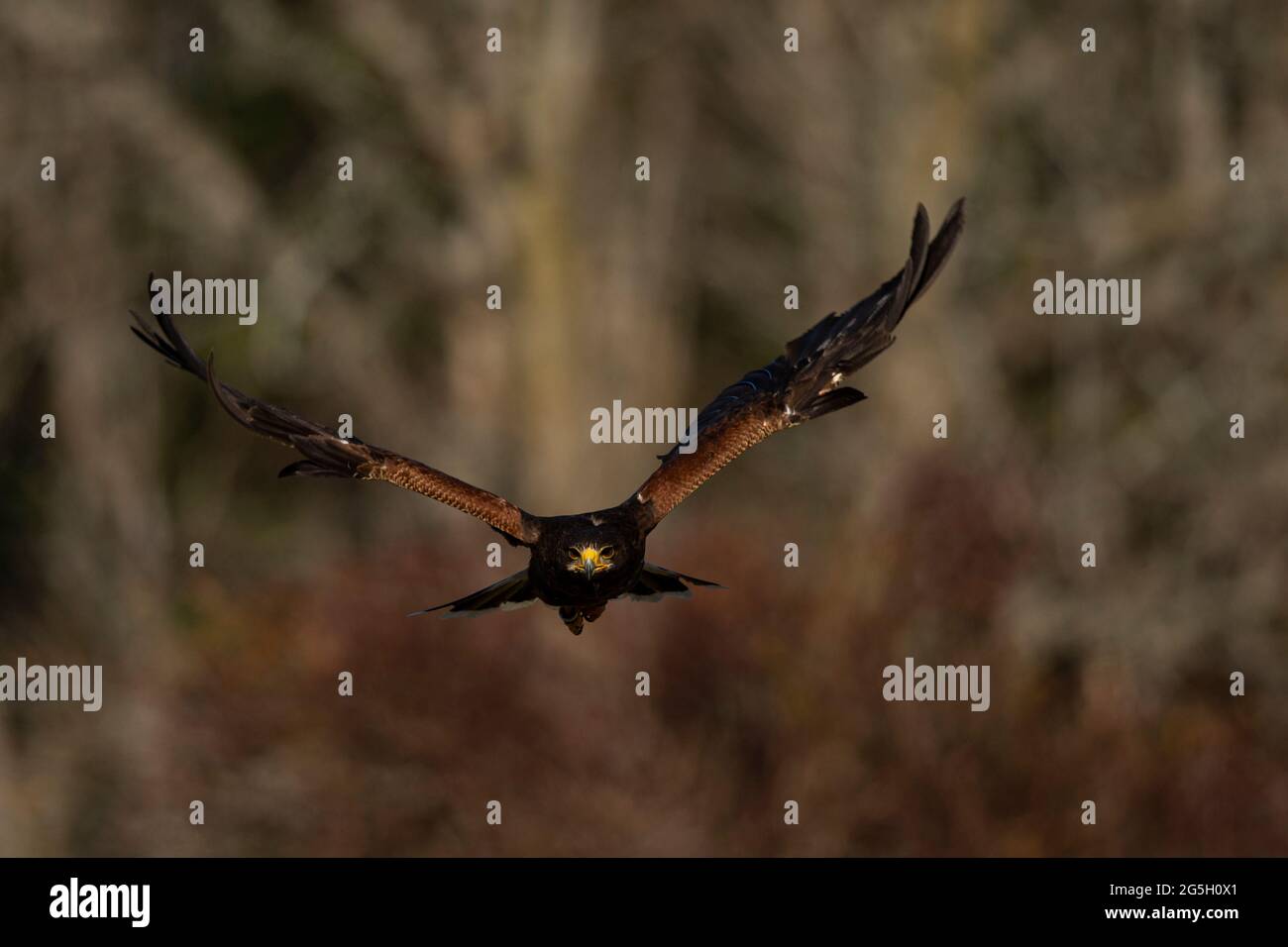 A trained Harris's Hawk in flight, scientific name: Parabuteo ...