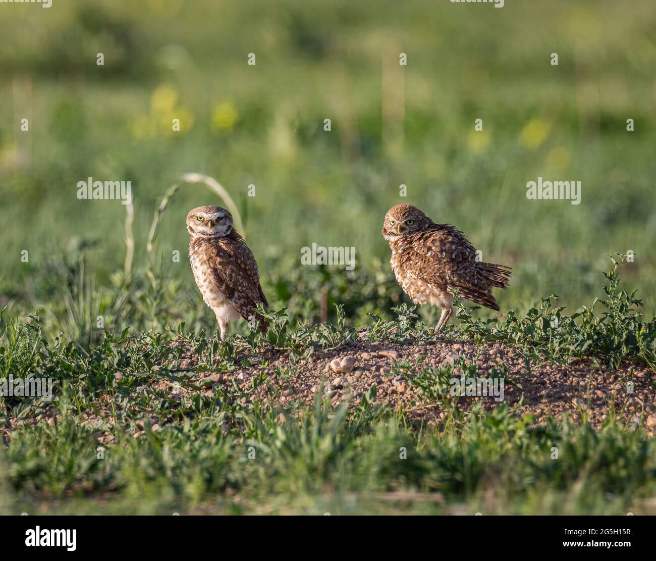 Two adult Burrowing owls (Athene cunicularia) stand above burrow Note ...