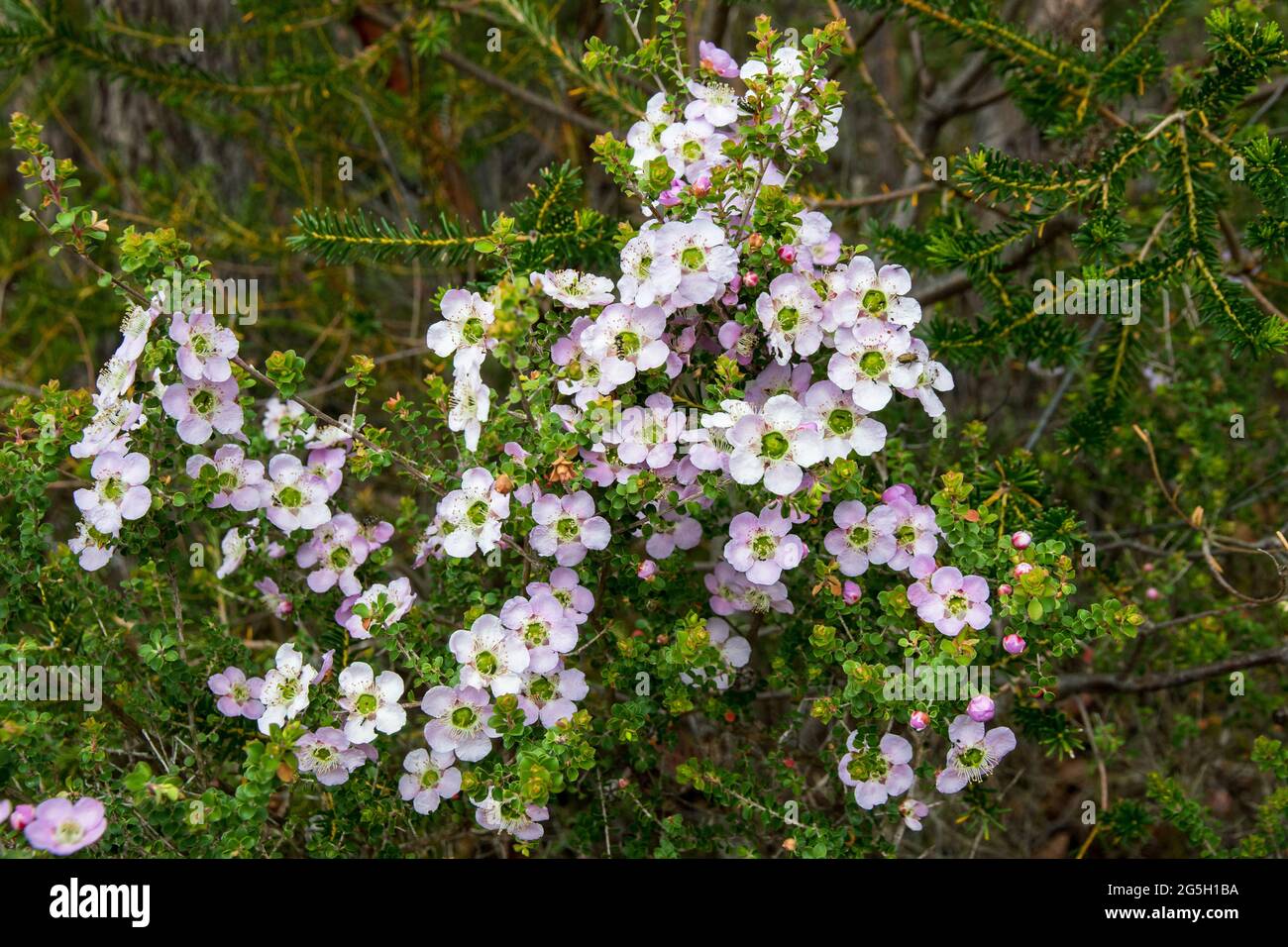 Tee tree hi-res stock photography and images - Alamy