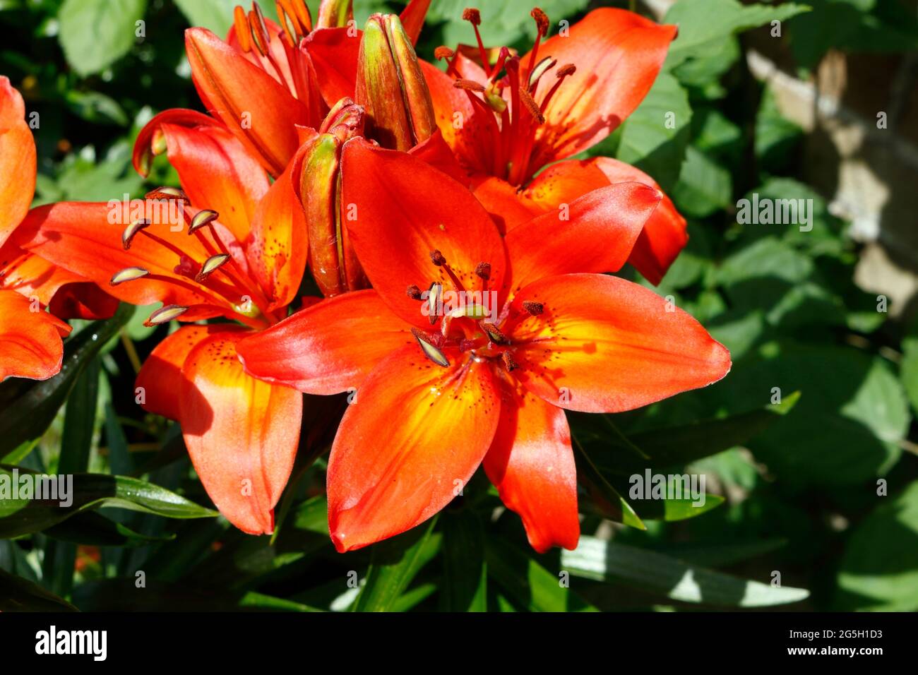 Red Lilies in bloom, Flowers in blossom, lilium. Lily Asiatic English ...