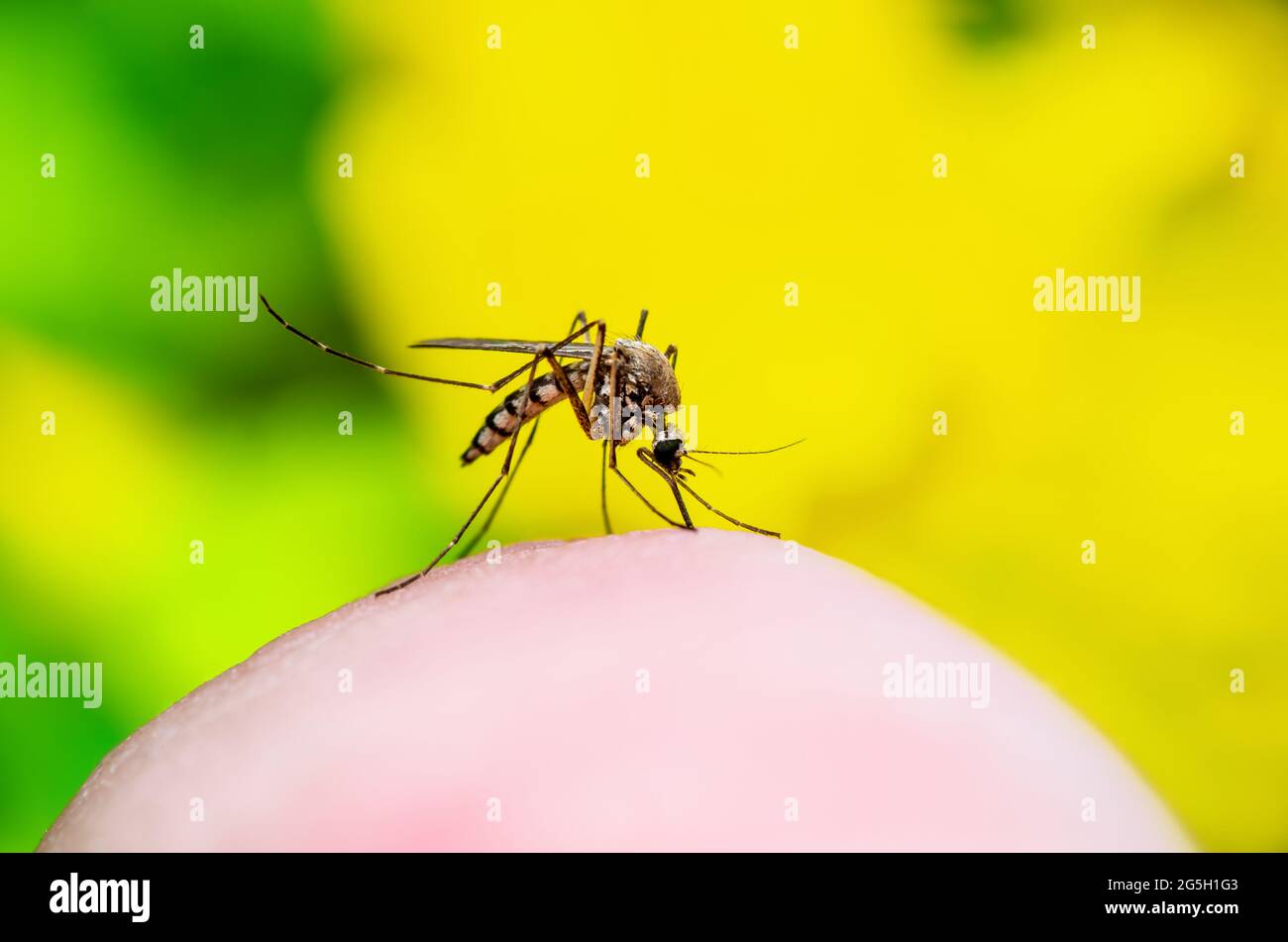 Yellow Fever Mosquito Bites