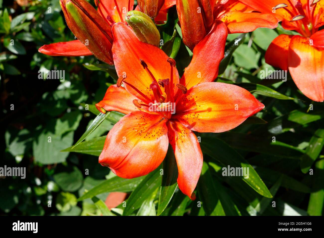Red Lilies in bloom, Flowers in blossom, lilium. Lily Asiatic English ...