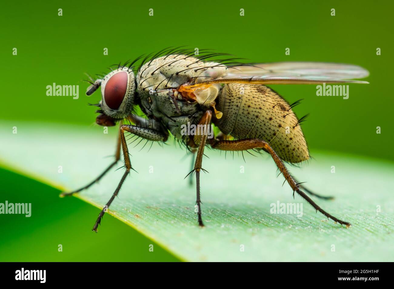 Parasite on grass hi-res stock photography and images - Alamy