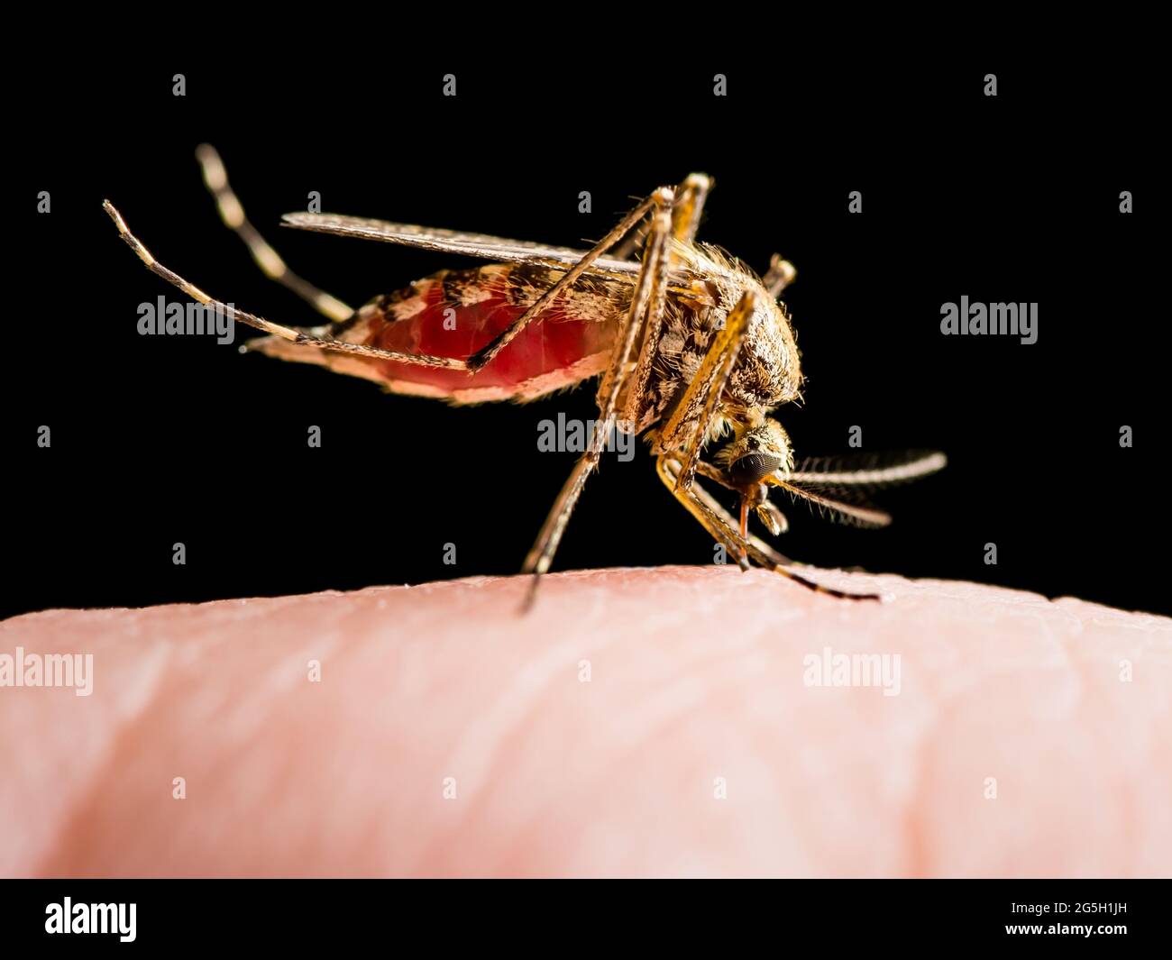 Leishmaniasis, Encephalitis, Yellow Fever, Dengue, Malaria Disease ...
