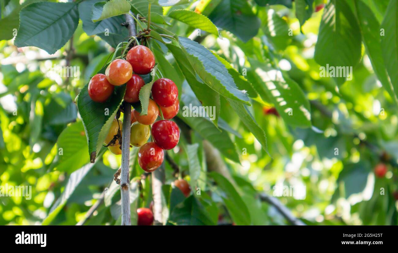 Ripe red and sweet cherry berries hanging from a tree branch before ...