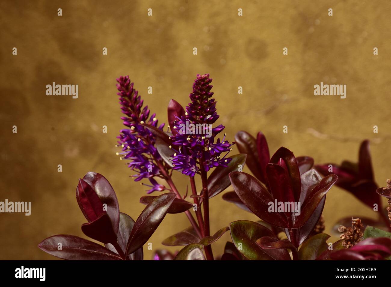 A closeup shot of a beautiful purple Hebe domestic plant Stock Photo ...