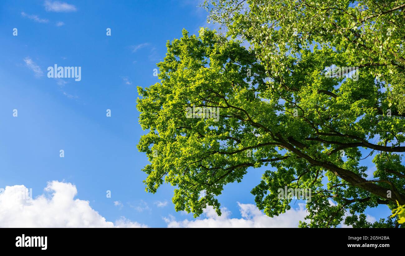 A green tree under the daylight sky Stock Photo - Alamy