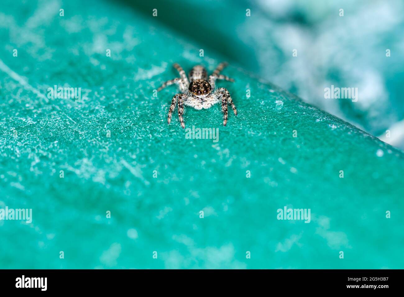 Black and grey jumping spider stares directly at you from a green ...