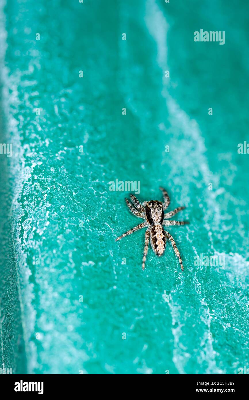 Top down view of a black and grey jumping spider on a green surface ...