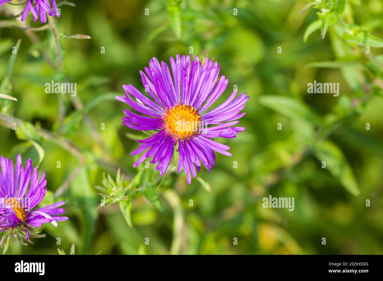 Purple thistle flower in bloom in the desert Stock Photo - Alamy