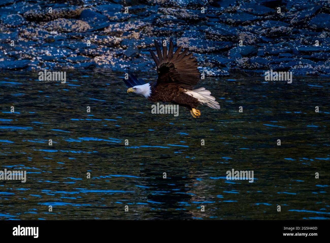 Bald eagle flying over water hi-res stock photography and images - Alamy